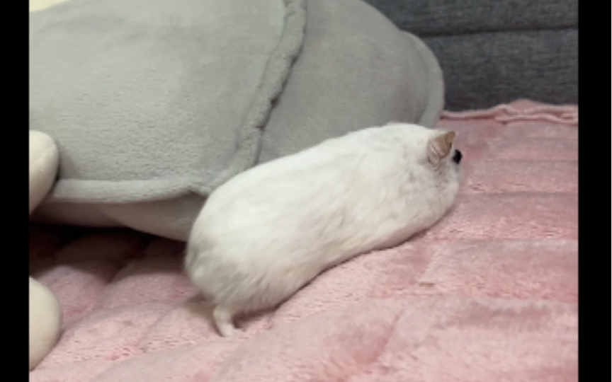 仓鼠放风如何不乱尿(当然是带上他的厕所)实践版