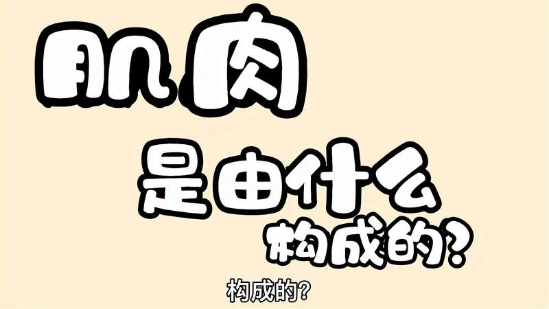 从宏观到微观以动画的形式带你了解肌肉构成