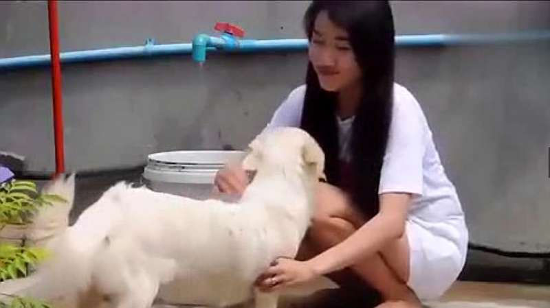 主人给宠物狗洗澡,狗狗的表情亮了,网友:可享受了!