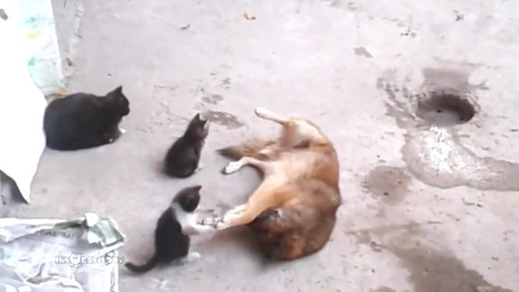狗狗跟小猫打闹,猫妈妈就坐在一旁看着,这种信任感好暖心~