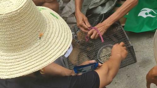 老人卖猫却让买猫的自己抓猫,大叔嘿嘿一笑,全部抓完