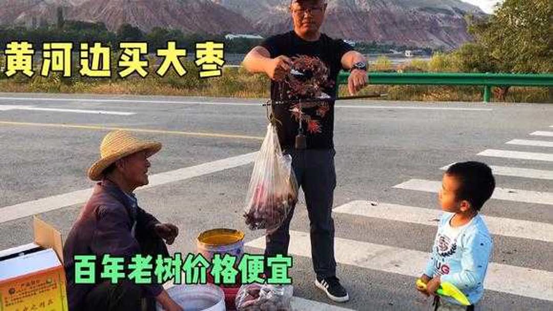 房车青甘大环线-黄河边买大枣,百年老树,自然熟,只要10元三斤
