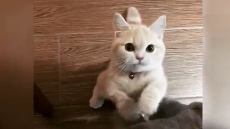 会撒娇的小猫咪,好可爱哦!