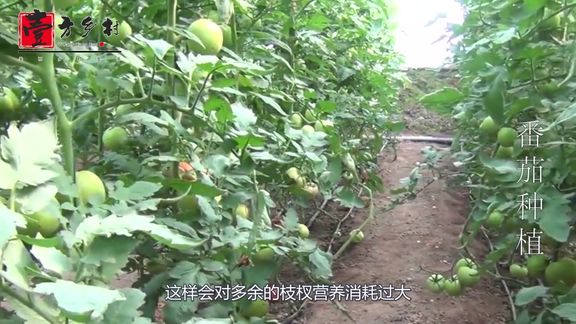 番茄种植小技巧,从育苗开始,确保产量值得学习