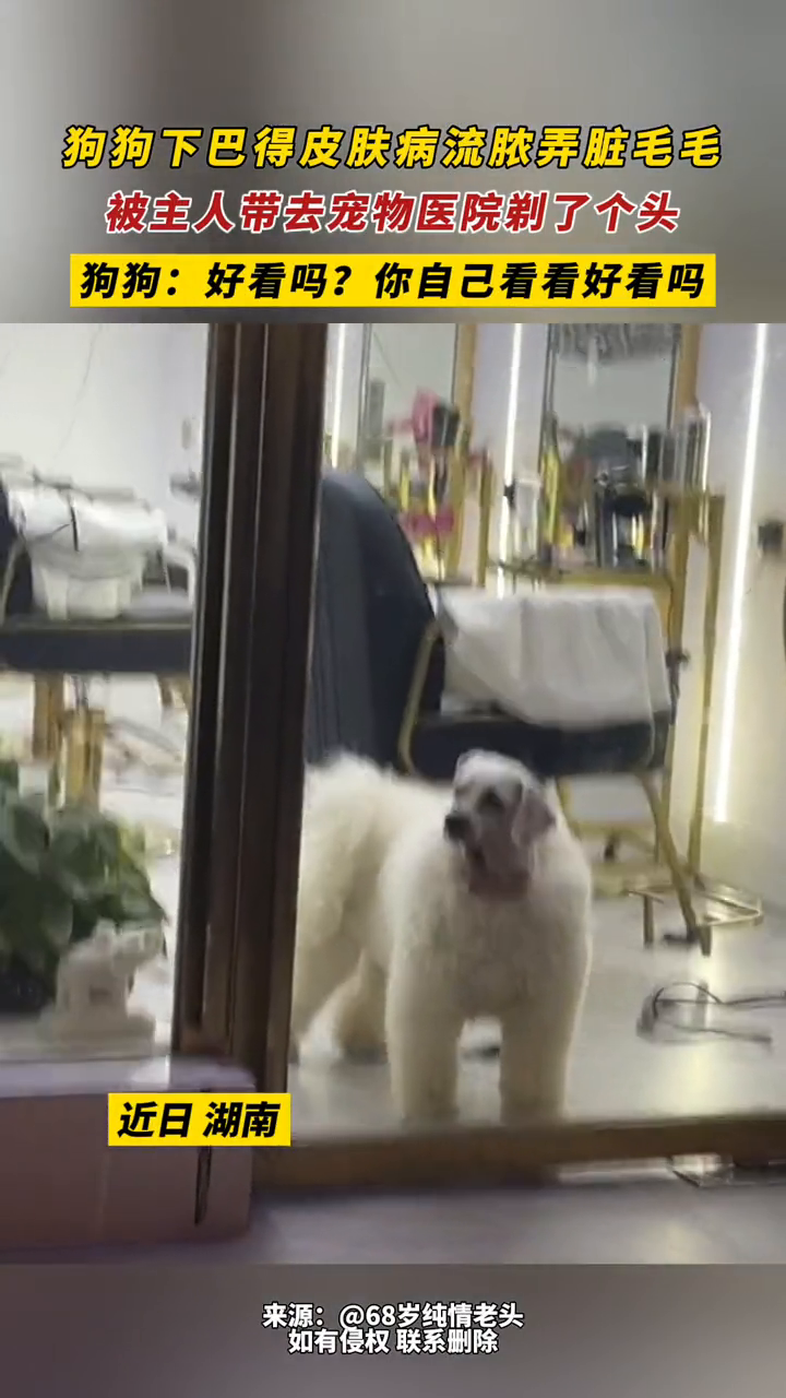 狗狗下巴得皮肤病流脓弄脏毛毛被主人带去宠物医院剃了个头