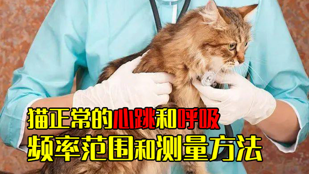 猫正常的心跳和呼吸频率范围和测量方法