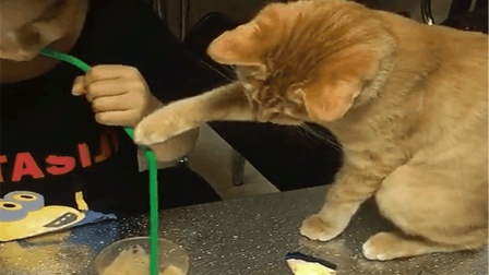 猫咪想喝主人的水, 就一直用手去抓吸管