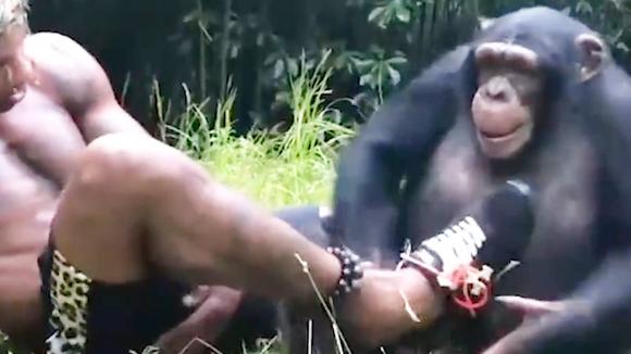 大猩猩和男子玩耍,草地上猩猩多动症犯了,男子表示好羞涩