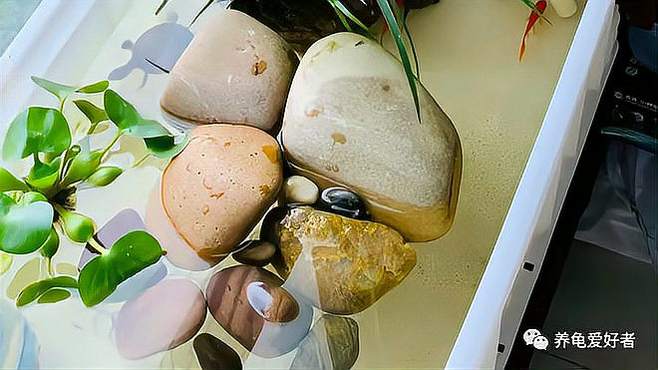 简单的养龟造景环境,也可以有上乘的效果,不信你来看