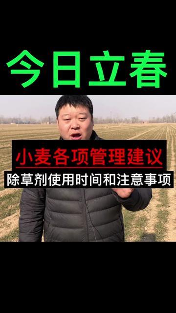 立春之后小麦管理的方法和小麦除草剂的使用注意事项分享农业知识帮...