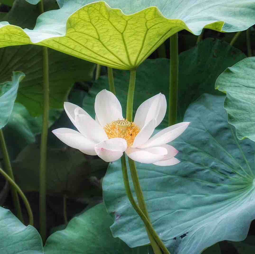 8级泥瓦匠 