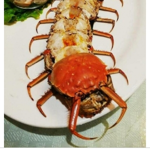 野娱玩佳Yy 