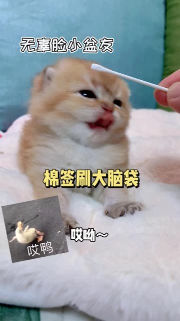 用棉签刷小猫咪脑袋,他就会想妈妈