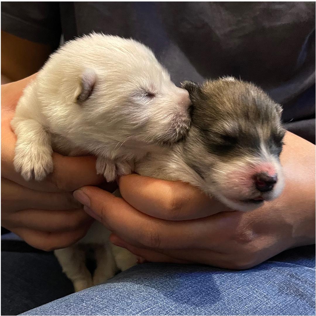 萝卜豆芽成长记 