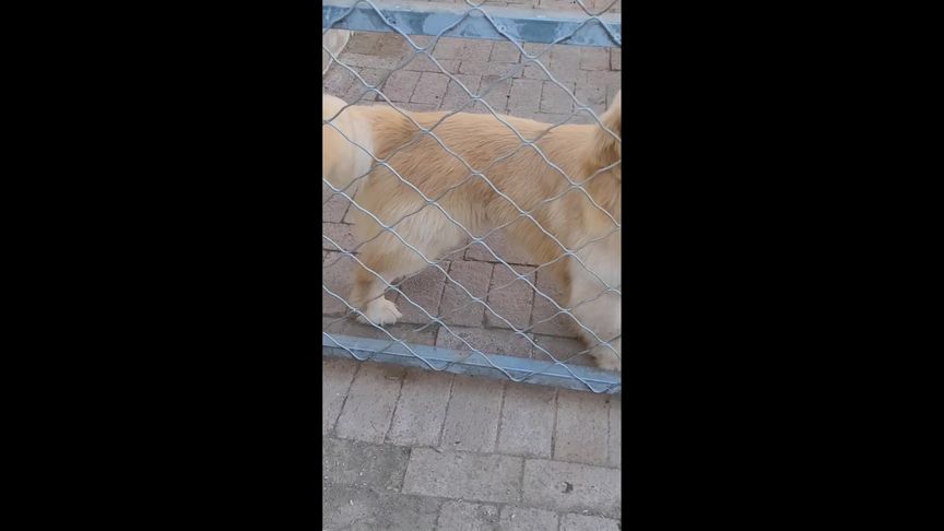 宾利二儿子,借配可出售!带芯片,护照!看上的带价格来聊