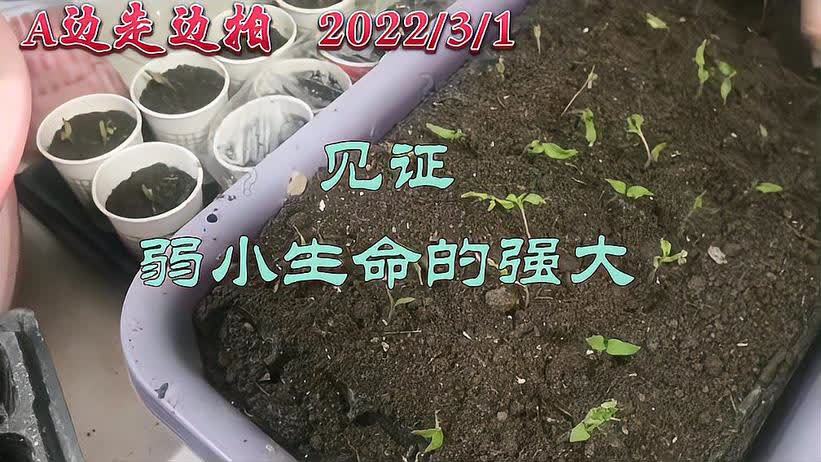 为了让西红柿苗移栽到地里后不用缓苗,要移苗稀苗