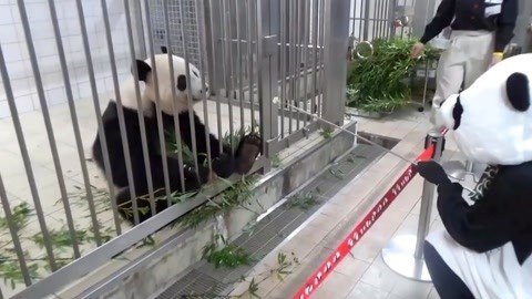 游客假扮大熊猫去动物园,真熊猫看到后,下一秒请憋住别笑