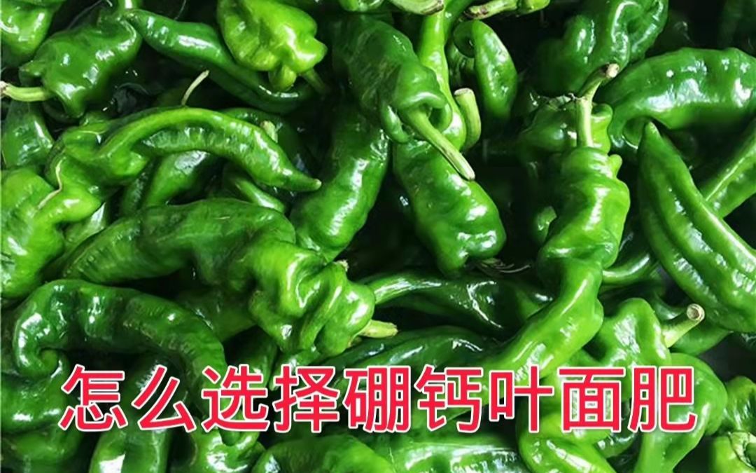 什么样的硼钙叶面肥效果好