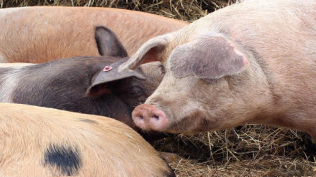 移植的器官是从猪身上移植的,为何不找大猩猩呢?今天算长见识了