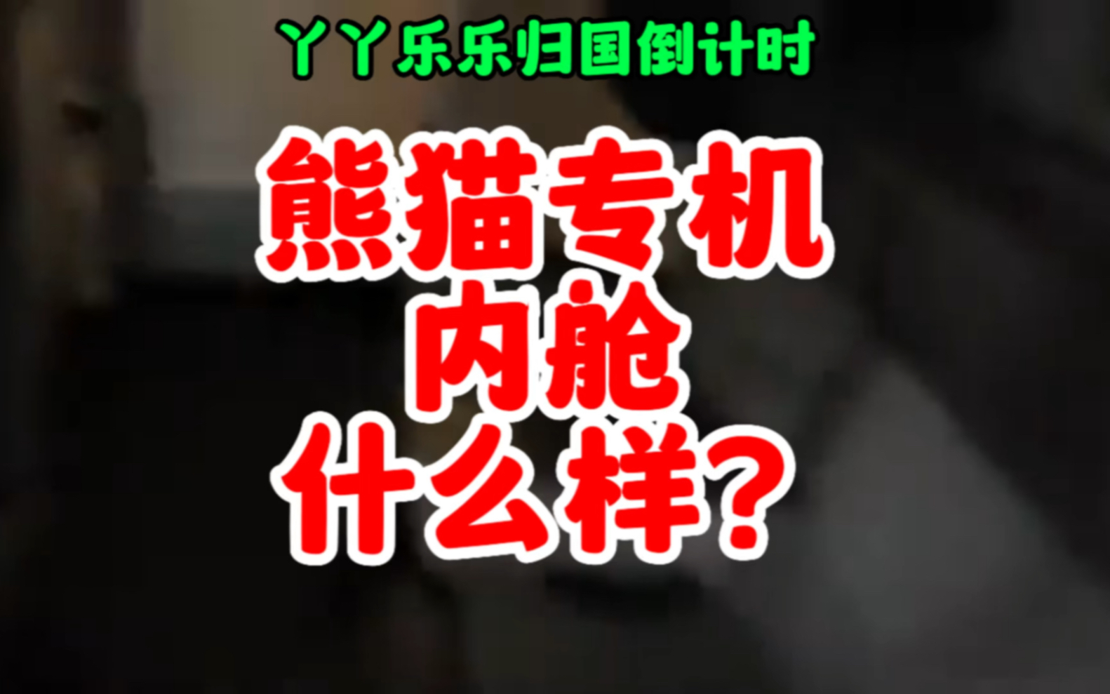 大熊猫专机内舱什么样?丫丫乐乐归国倒计时