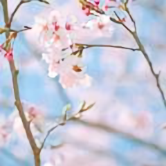 李大可2019 