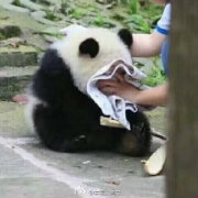 破土板蓝根 