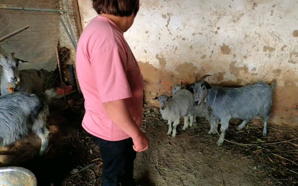 羊出现感冒流鼻涕怎么办?看婆婆怎么操作,一招搞定