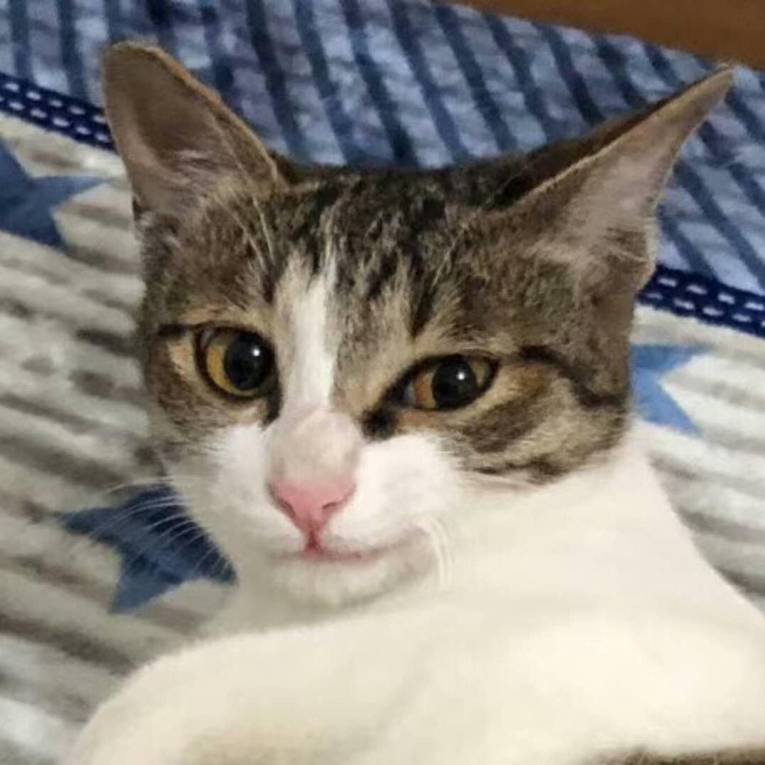 两只猫咪爱打架 