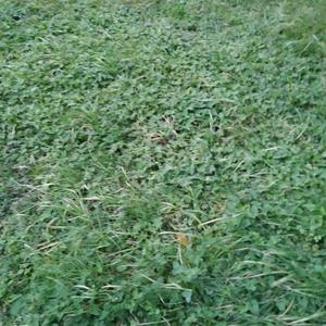 快乐的七星瓢虫 