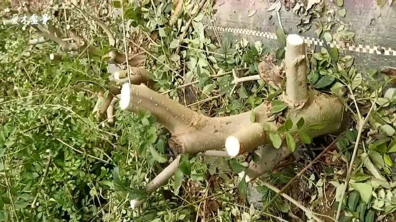 培养多年的对节白蜡小桩材,你觉得效果如何?能值什么价?
