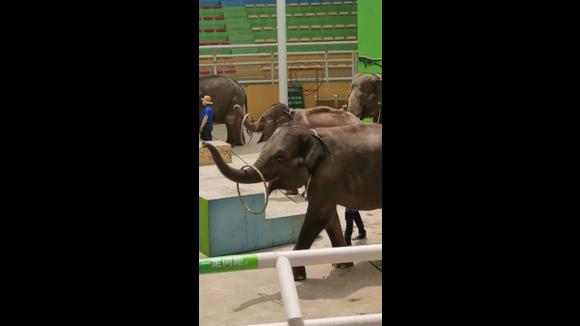 动物园ߐ�大象表演节目。