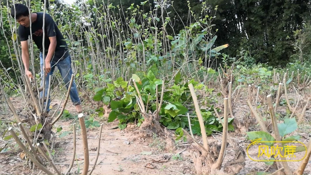 今年养了六批蚕,为什么要把桑树剪掉了, 修养一个月