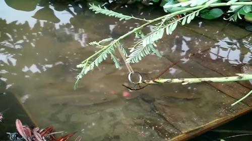 小伙子真聪明,发明了自动钓鱼神器,吃鱼不发愁了