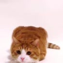 爱吃栗子的北野君昊 