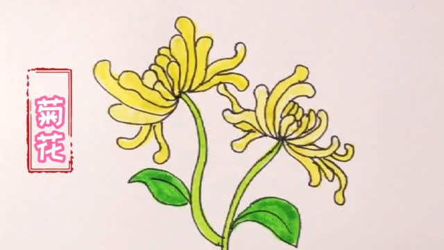 亲子绘画教程,教你画两朵好看的菊花