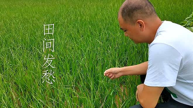 稻子正在生长期,就被卷叶虫给祸害死了,今年种田又是亏本