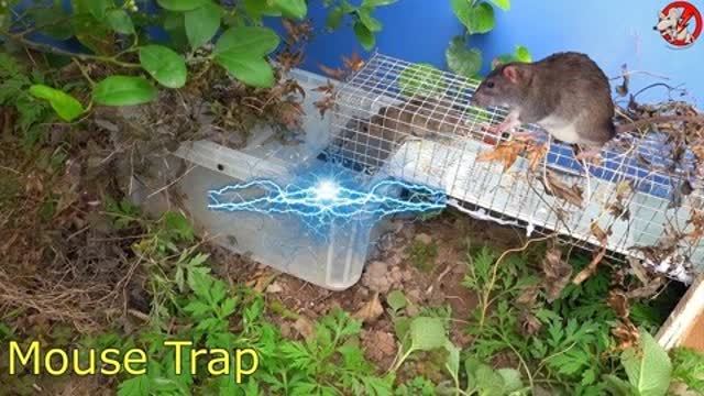 野外简单制作捕鼠器,你家猫都不用抓老鼠了!