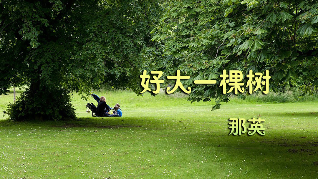 好大一棵树》。绿色的祝福,那英的一首经典老歌,教师节主题曲