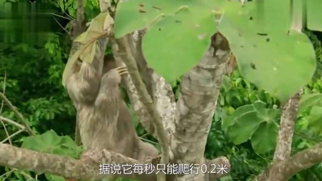 爬行最慢的动物,每秒只能爬0.2米,向前移动的速度比乌龟还慢