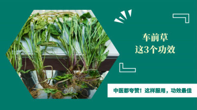 药食同源的车前草这3个功效,中医都夸赞!这样服用,功效最佳