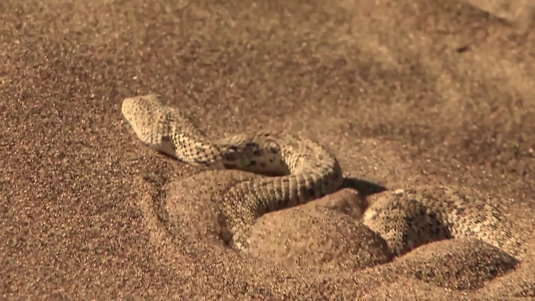 动物世界:巨大蟒蛇,害怕蛇的人不要看了,太吓人