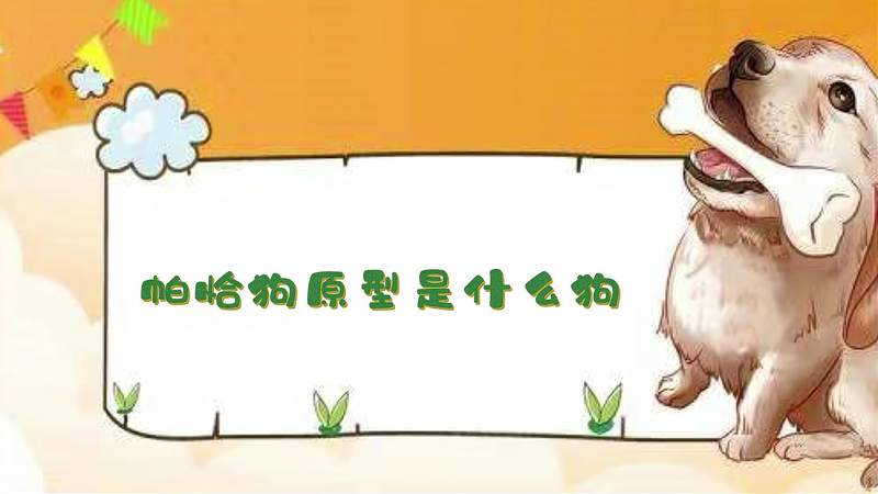 帕恰狗原型是什么狗?体型特征是什么