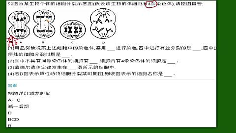 减数分裂大题月考试题10