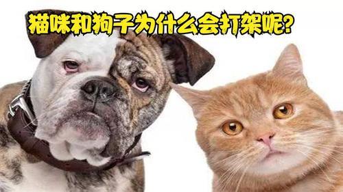 猫和狗为什么会打架?狗狗经常会猫咪打败,这是为什么呢?
