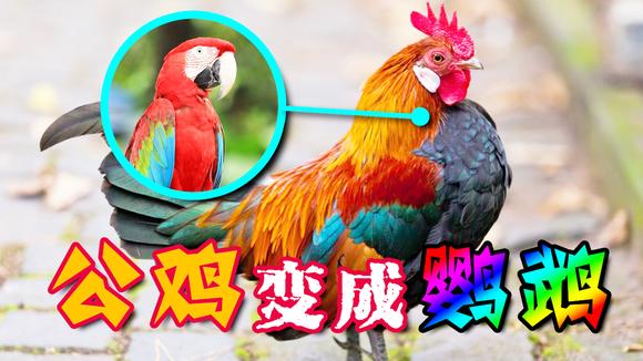 搞笑PS动物:公鸡和鹦鹉组合到一起,这样的公鸡你见过吗?
