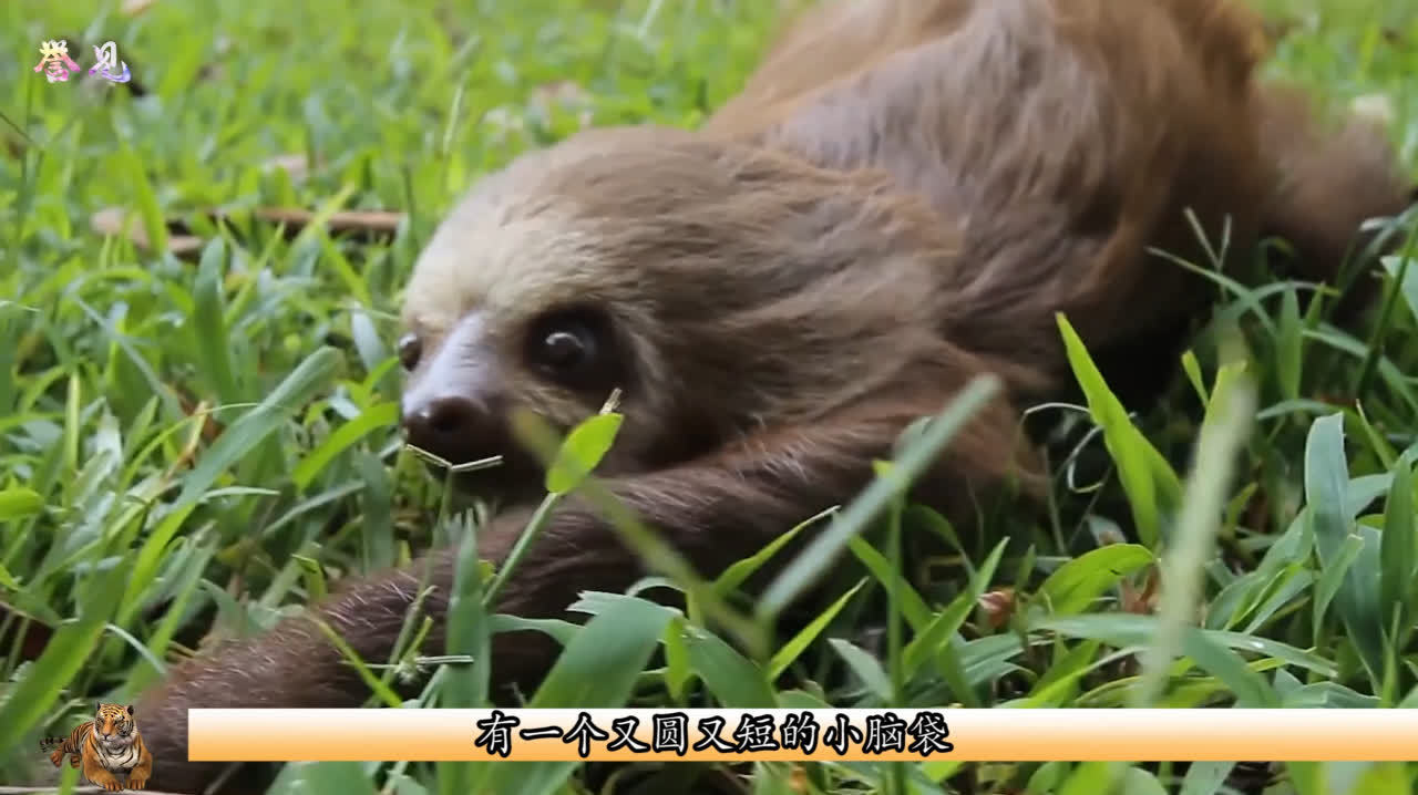 世界上最“懒”的动物,爬行速度比乌龟都慢,看到就有种不耐烦的感觉