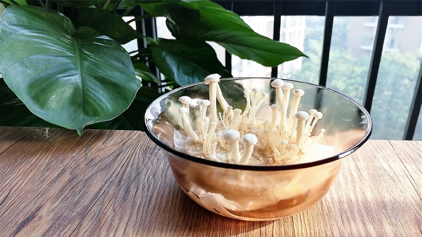 魔力科学小实验,如何让金针菇吃了一茬又长一茬?只需一个碗