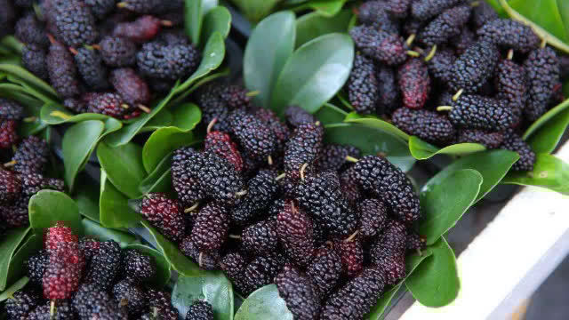 自制桑葚酒,掌握这几点,口感醇香,放一年不会坏!