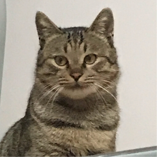社会我崽崽 