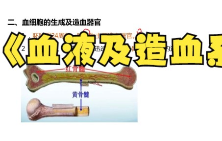 血液-第一节-血液及造血系统解剖生理